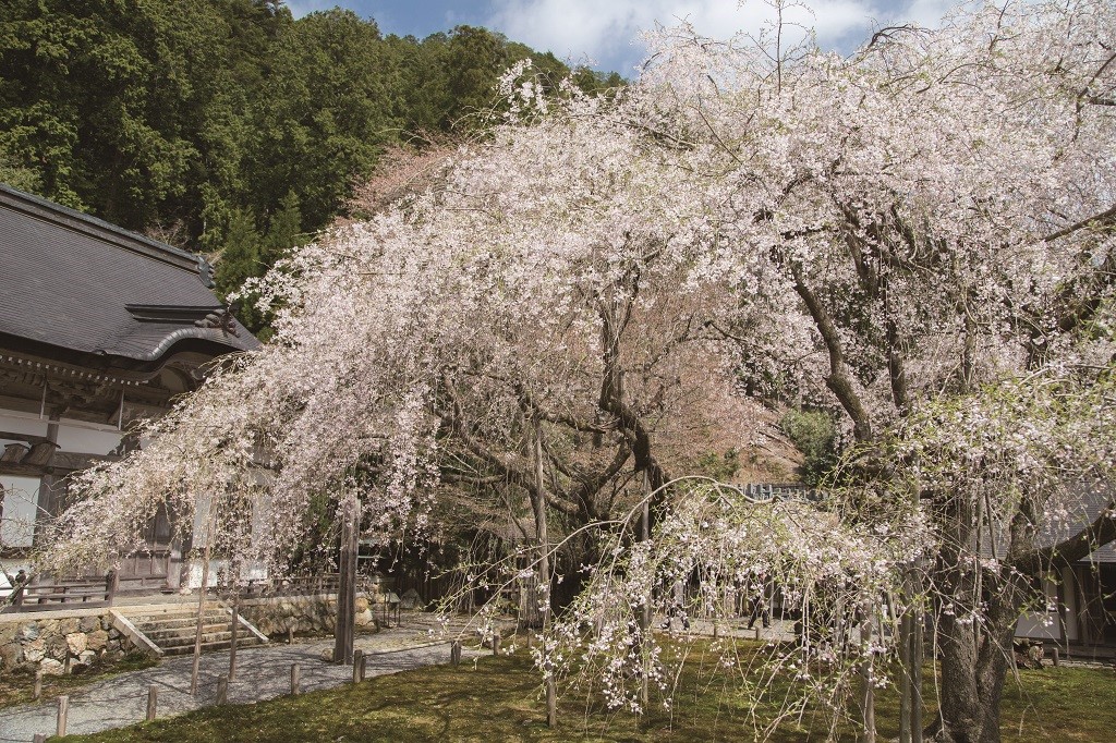 The Best Secret Cherry Blossom Spots in Kyoto - Kansai chan