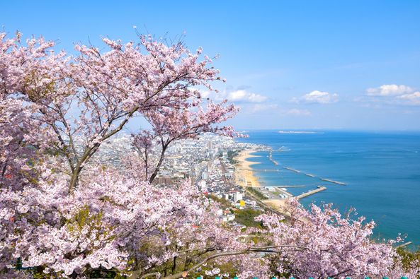 Spring in Kobe: Feel The Arrival of Cherry Blossoms - Kansai chan