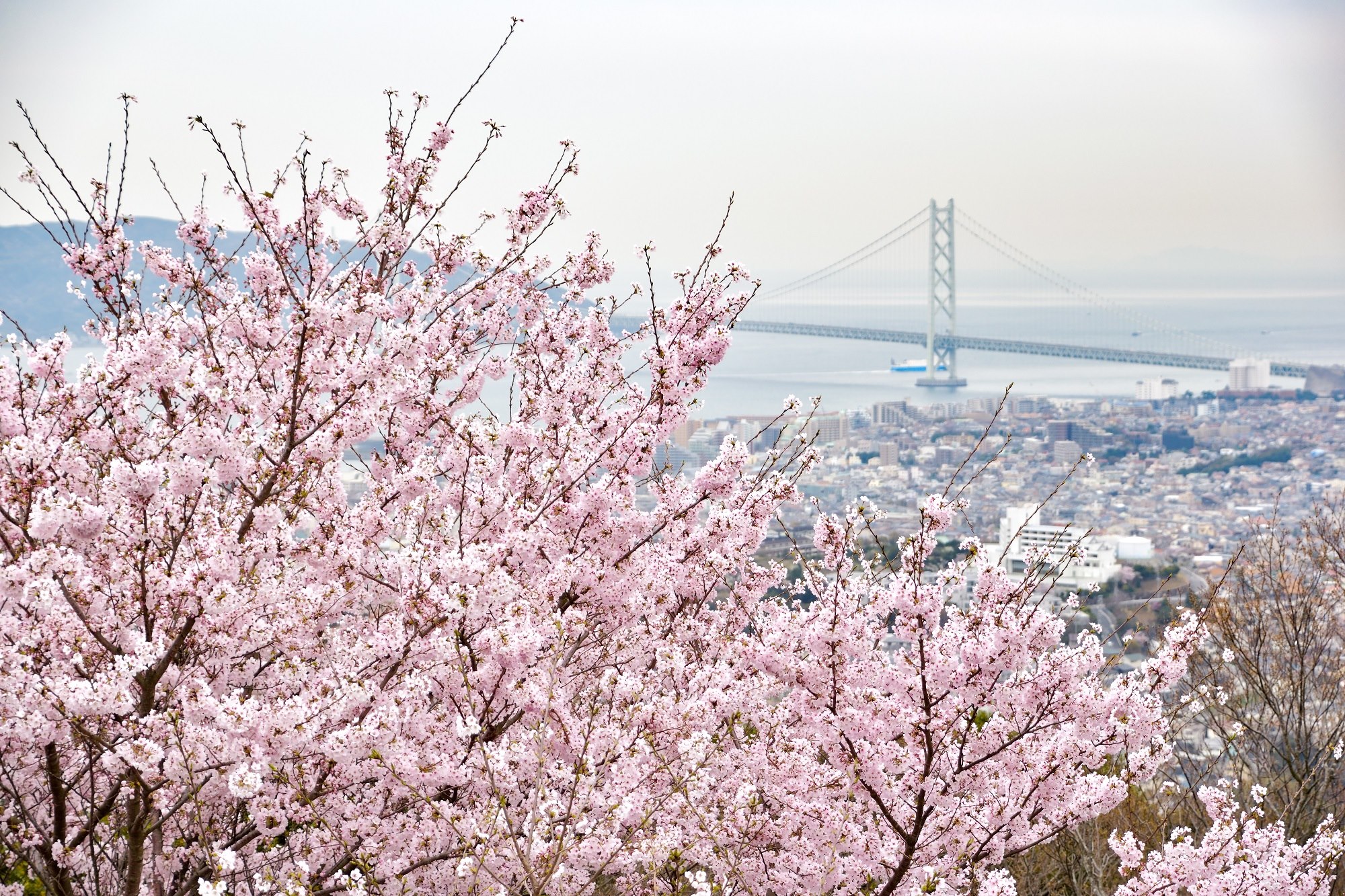Spring in Kobe: Feel The Arrival of Cherry Blossoms - Kansai chan