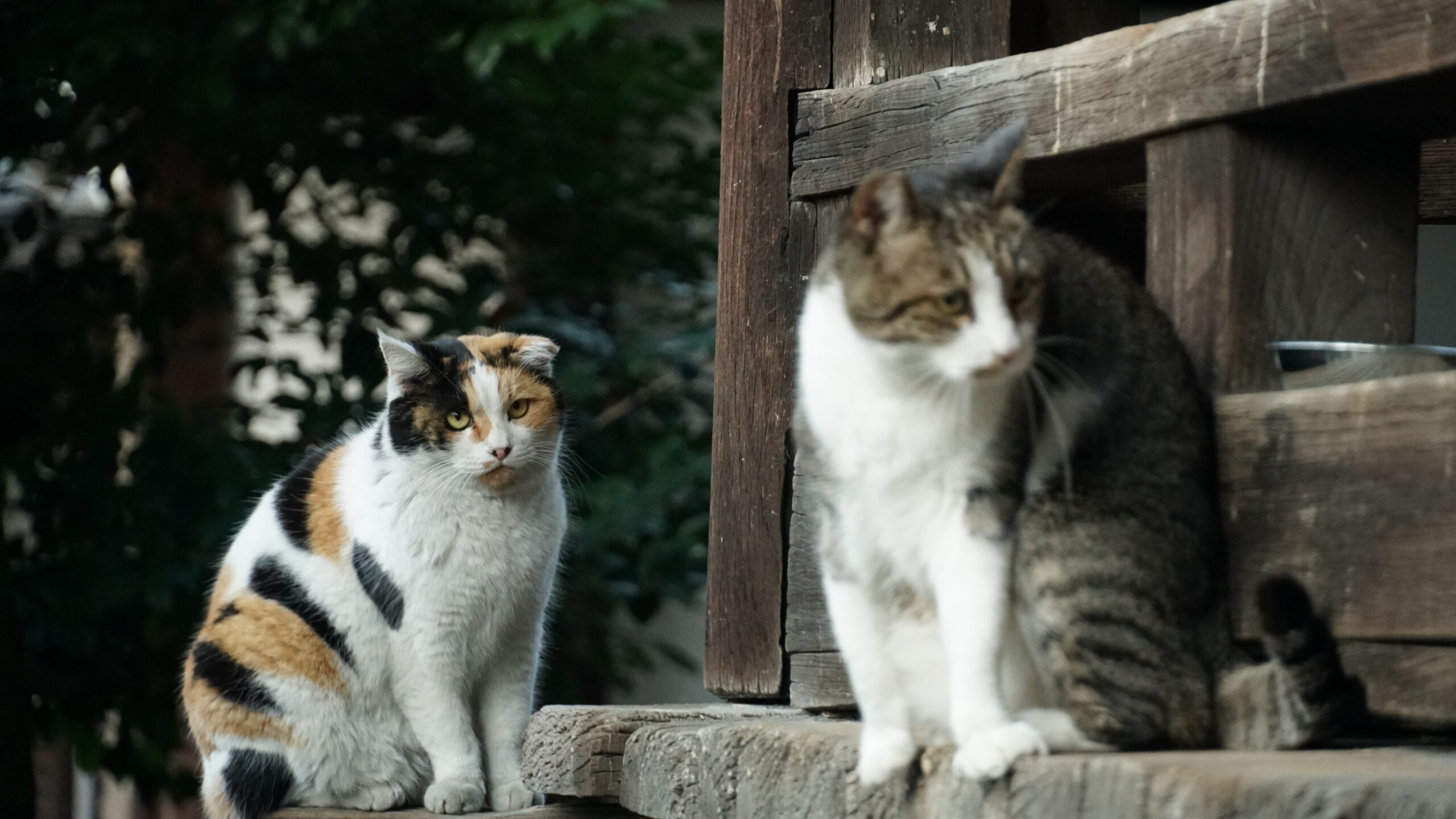 Japanese Cats: Kyoto Photo Collection - Kansai chan