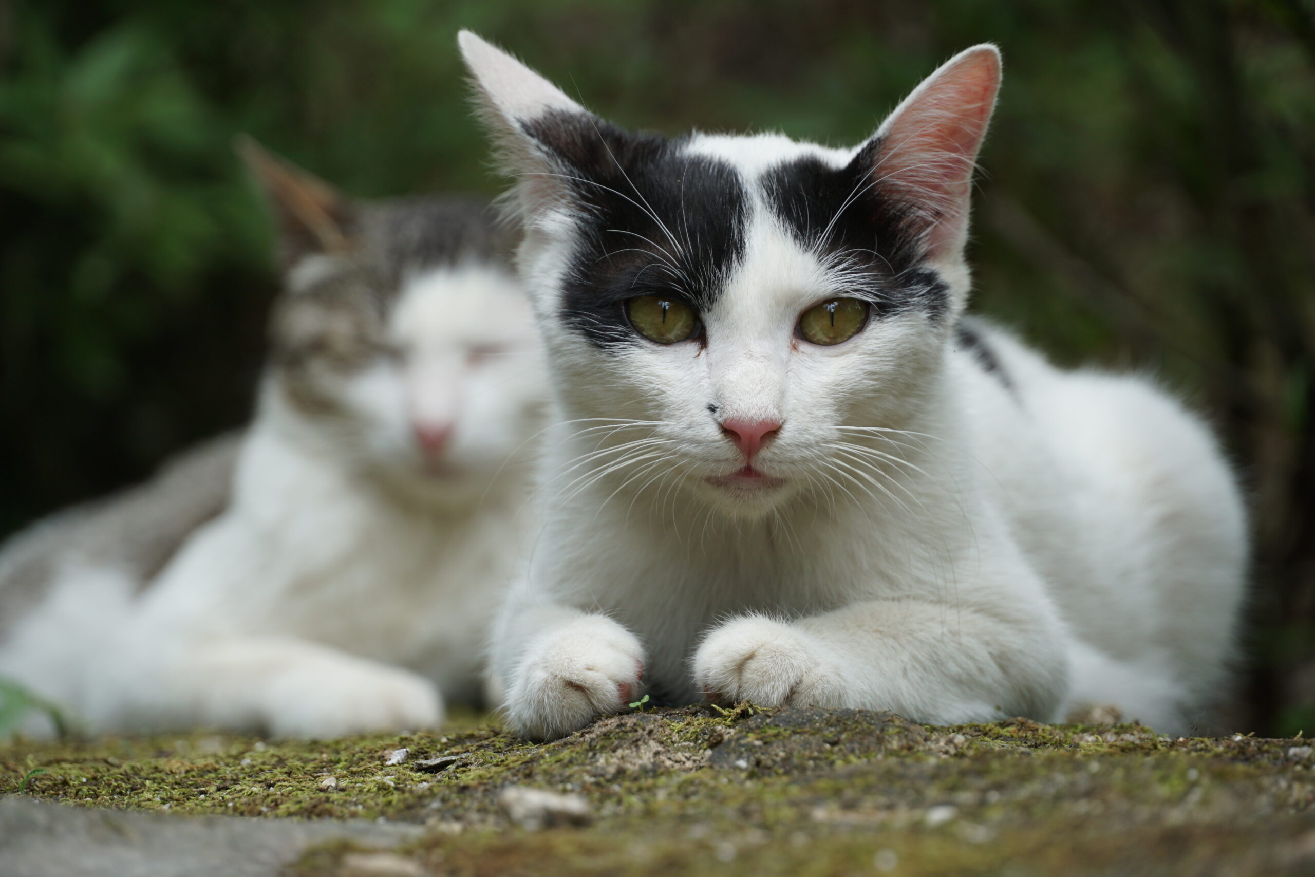 Japanese Cats: Kyoto Photo Collection - Kansai chan