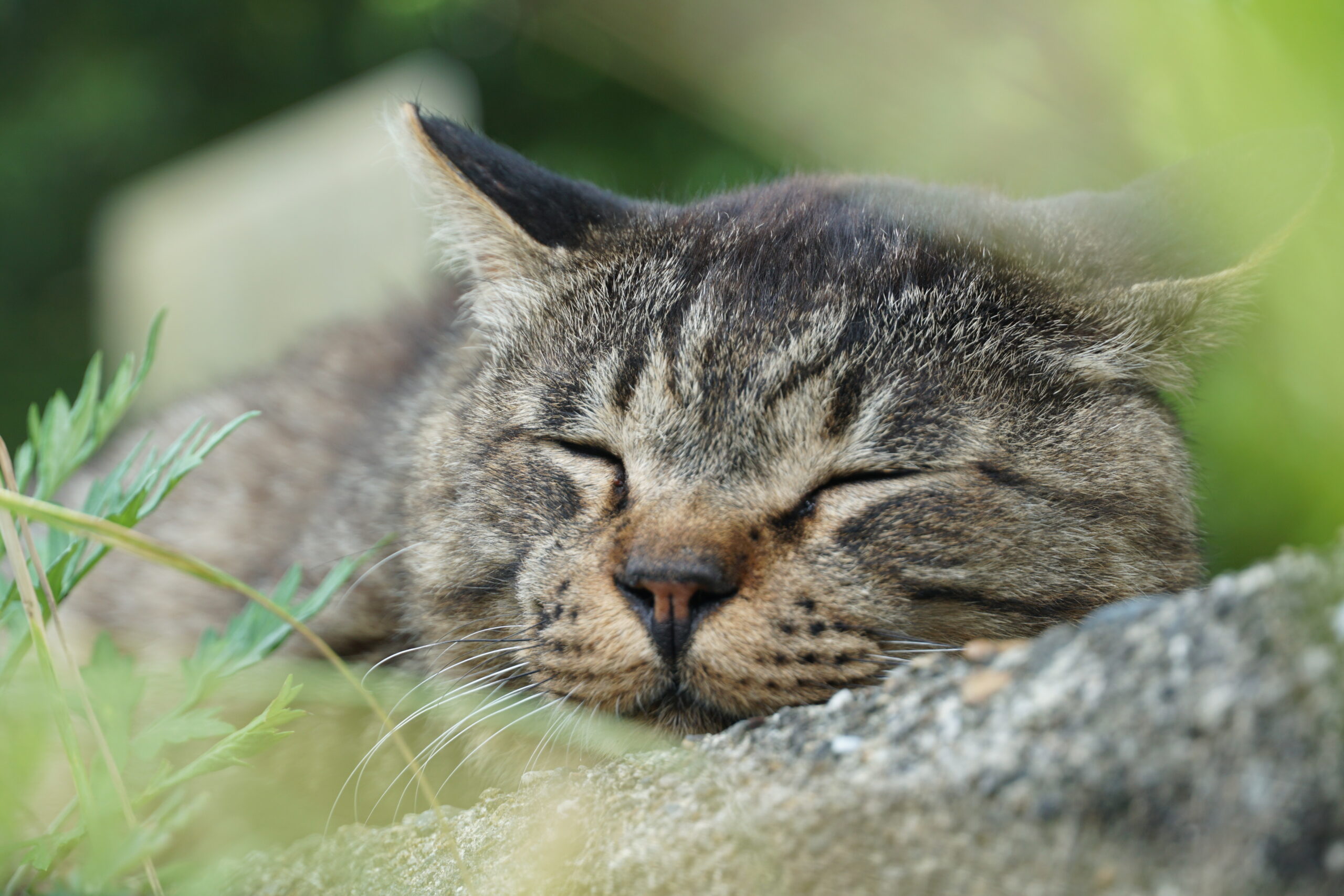 Japanese Cats: Kyoto Photo Collection - Kansai chan