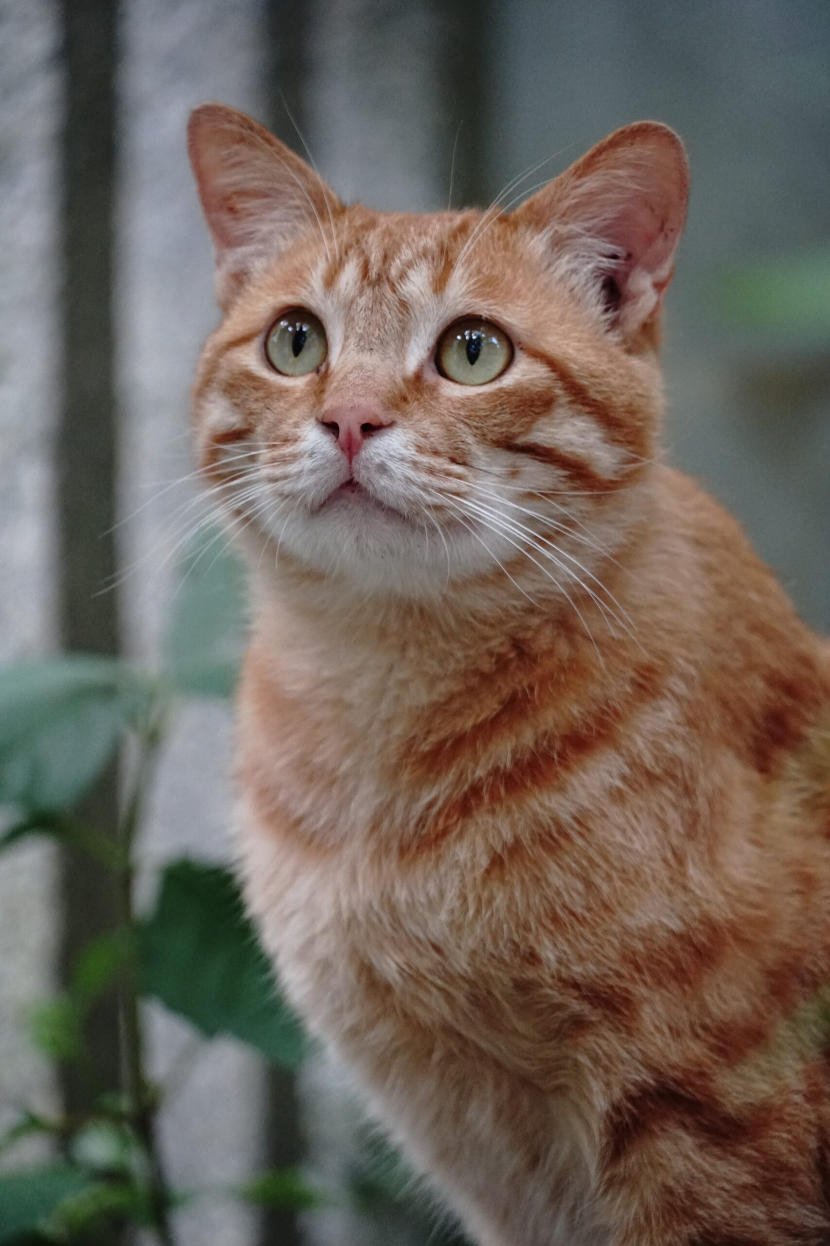 Japanese Cats: Kyoto Photo Collection - Kansai chan