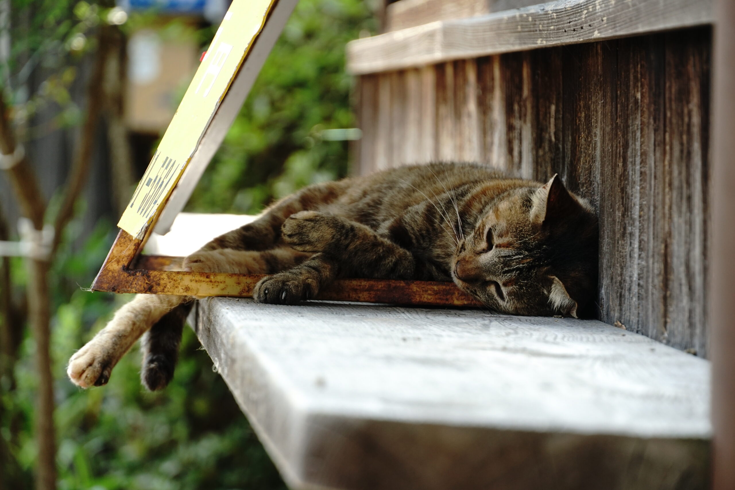 Japanese Cats: Kyoto Photo Collection - Kansai chan
