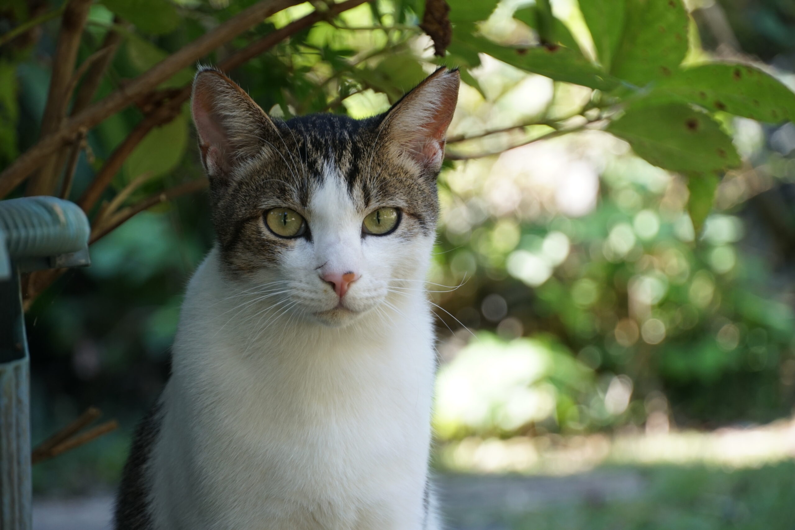 Japanese Cats: Kyoto Photo Collection - Kansai chan