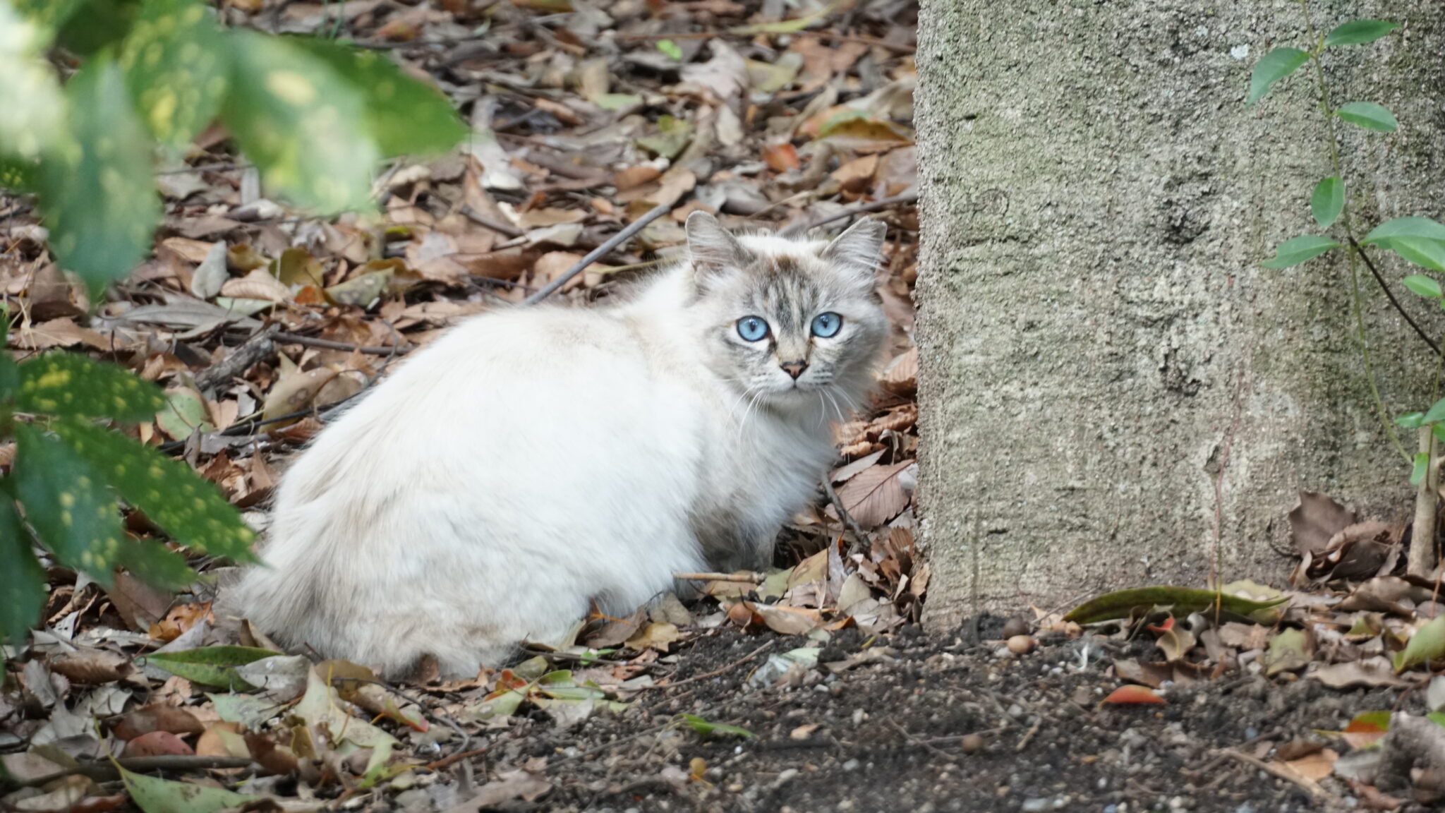 Japanese Cats: Kyoto Photo Collection - Kansai chan