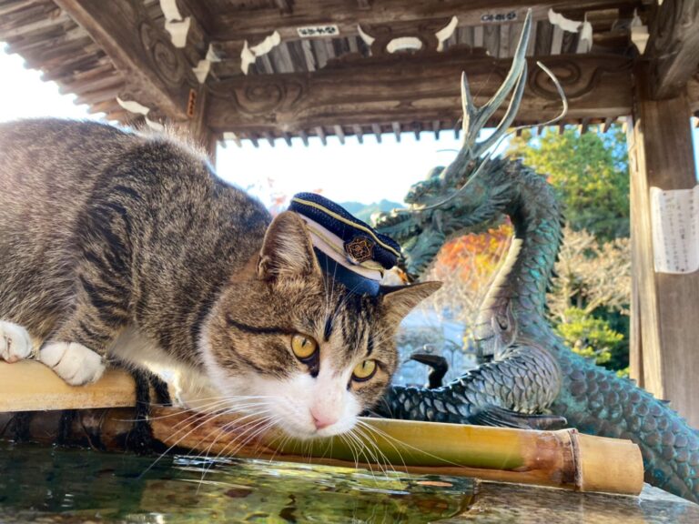 Japanese Cats: Kyoto Photo Collection - Kansai chan