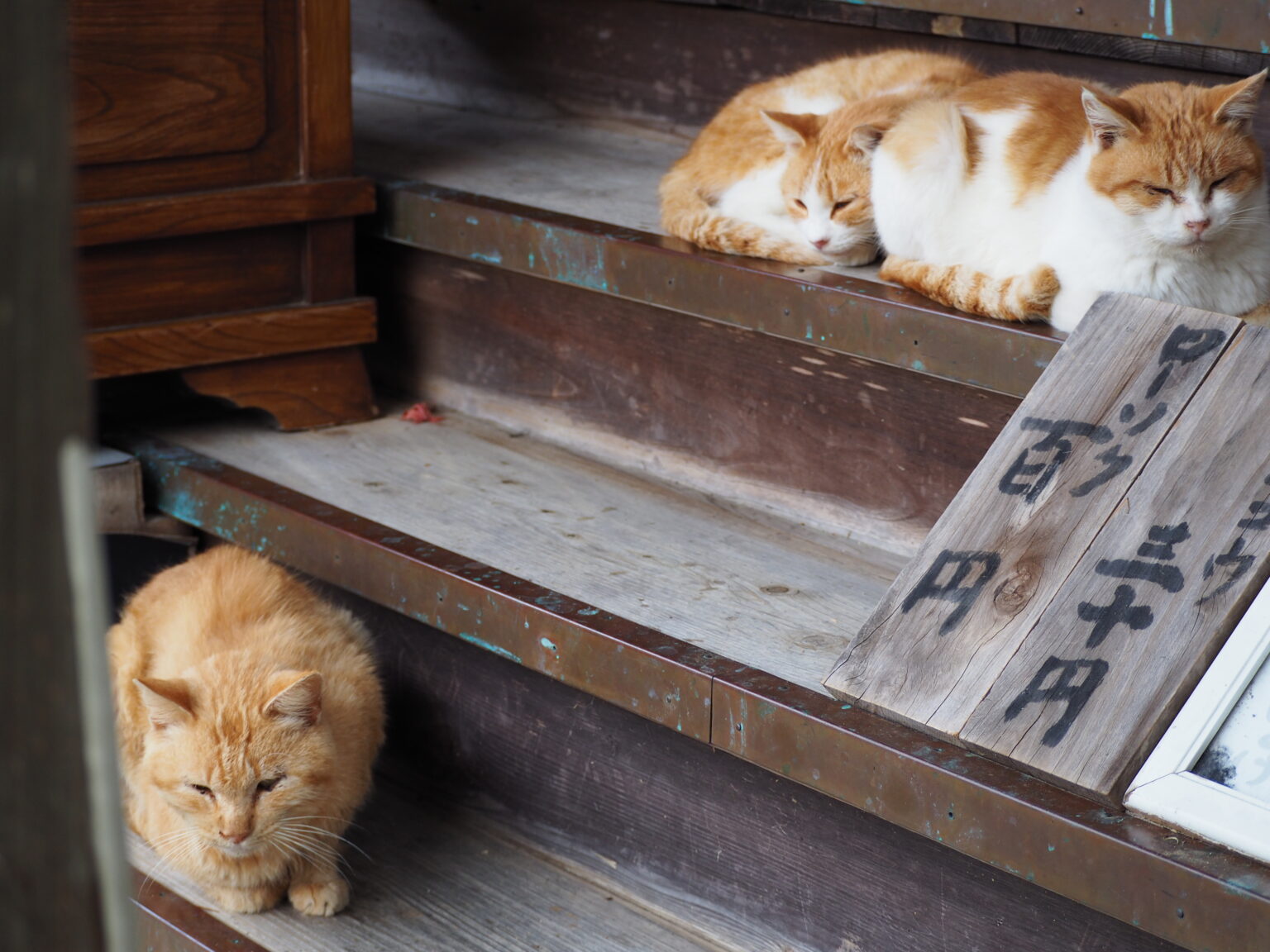 Japanese Cats: Kyoto Photo Collection - Kansai chan