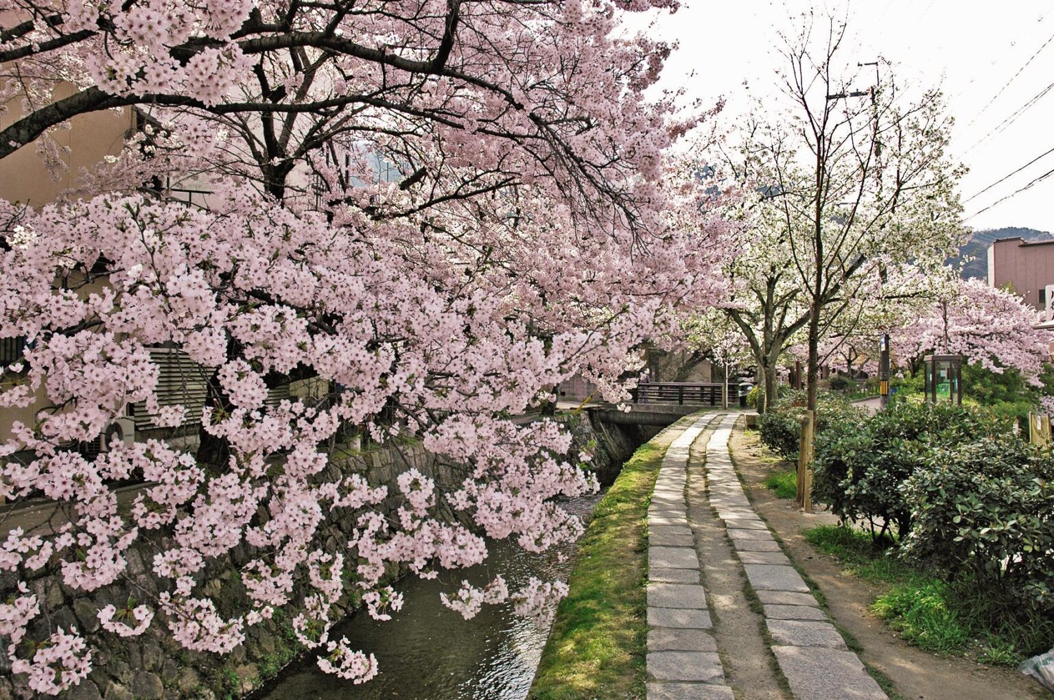 Philosopher's Path (Tetsugaku No Michi): Secret Street Of Kyoto ...