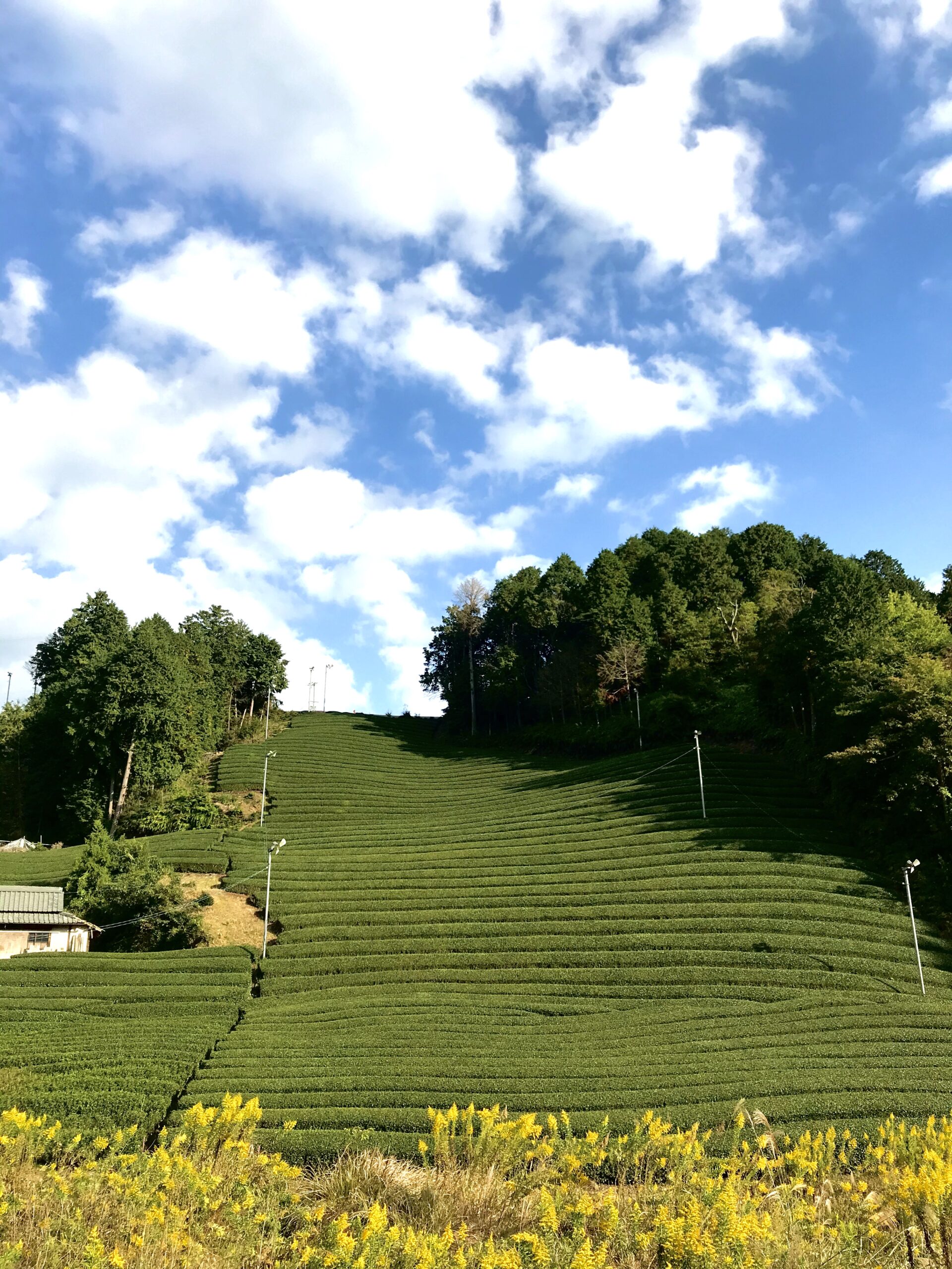 Green Tea Desserts Right Beside Kyoto's Tea Fields - Kansai chan