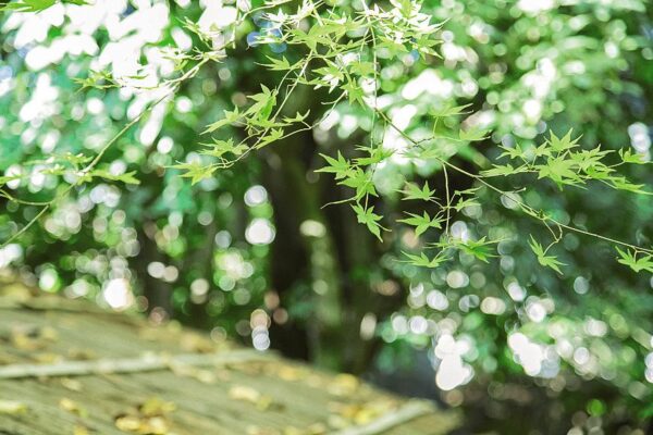 Entokuin Temple Kyoto - Kansai chan