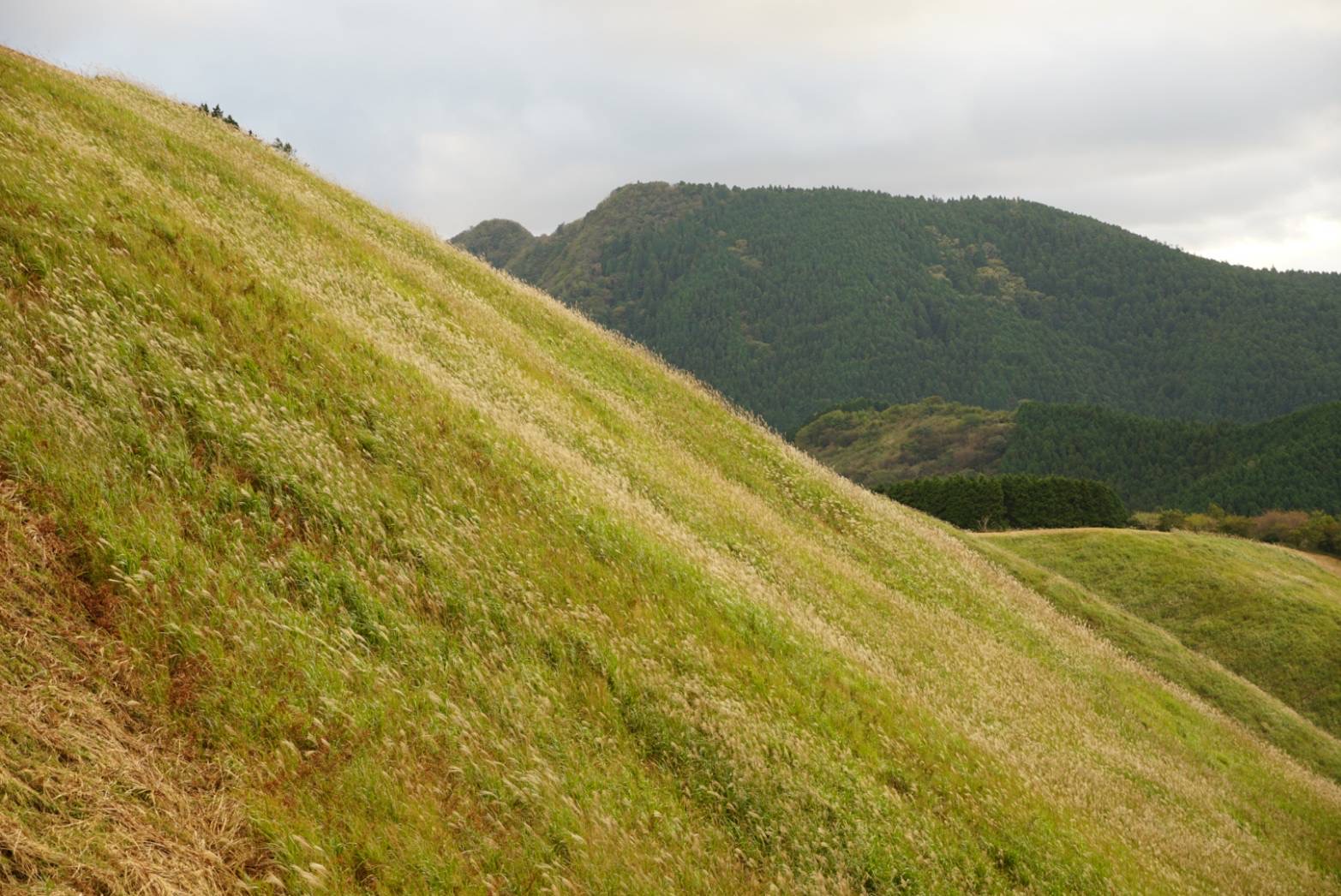 Soni Highland Nara: Autumn Pampas Grass and Unforgettable Views ...