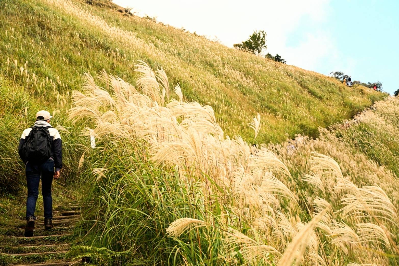Soni Highland Nara: Autumn Pampas Grass and Unforgettable Views ...