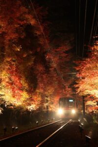 Maple Tree Tunnel: View the Spectacular Autumn Foliage from the Train ...