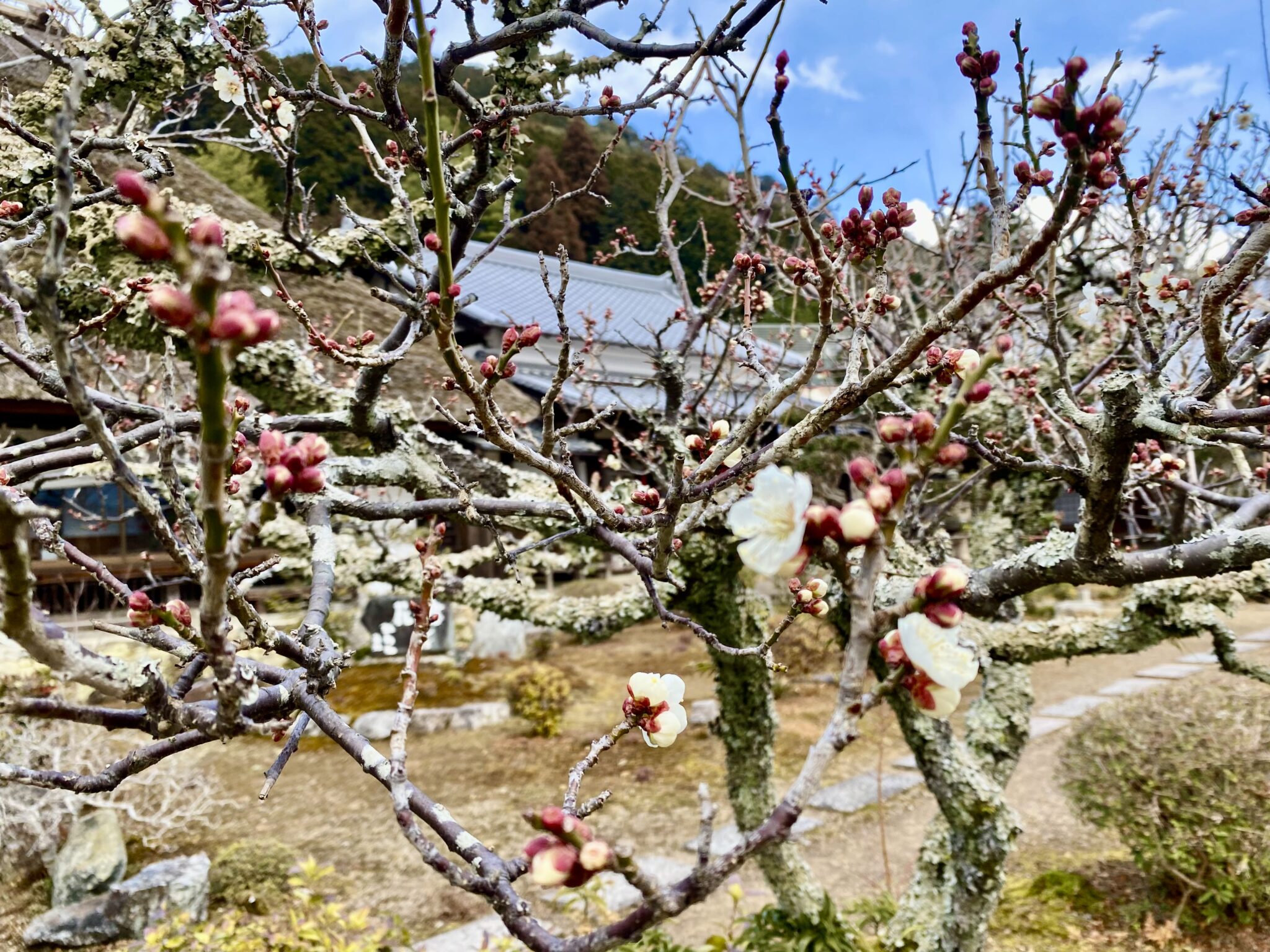 “Chair Zazen” Zen Meditation in Kyoto?! (No More Legs Falling Asleep ...