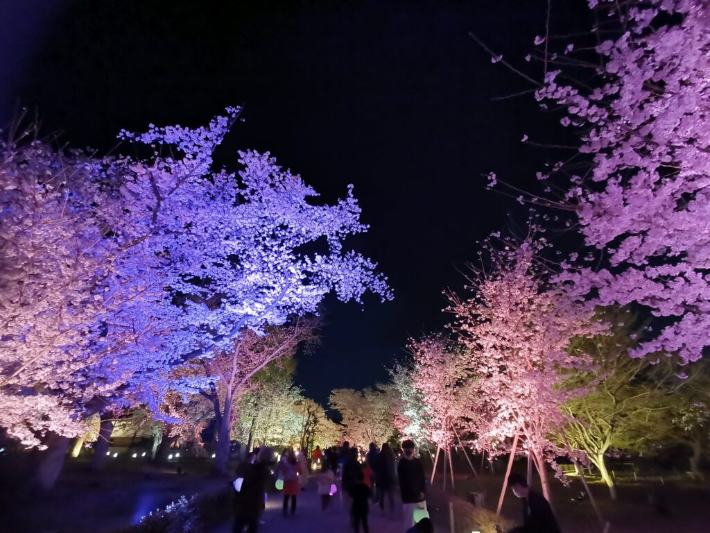 Illuminating Kyoto’s Evening Glamorously NAKED FLOWERS 2022 -SAKURA- World Heritage Site Nijo-jo ...